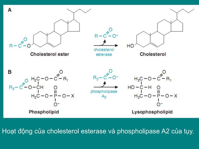 Ch lipid-ct-04092013 tn | PDF