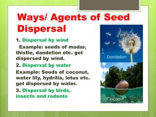 Plants , class V | PDF