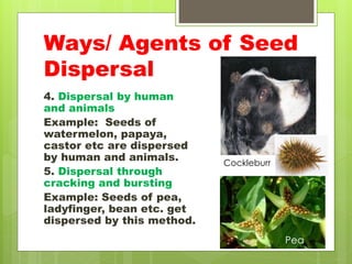 Plants , class V | PDF