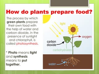 Plants , class V | PDF