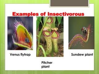 Plants , class V | PDF
