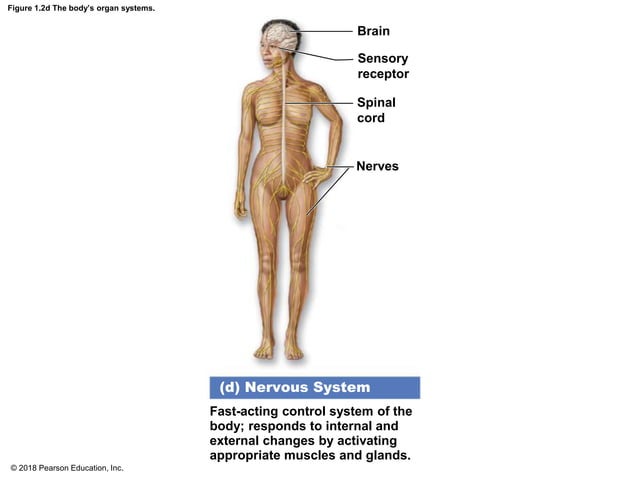 _ch_01_lecture_presentation.pptx