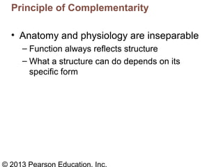 Ch1 Human body Part A | PPT
