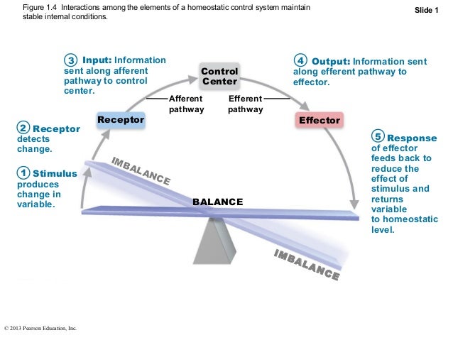 Ch1 Human body Part A