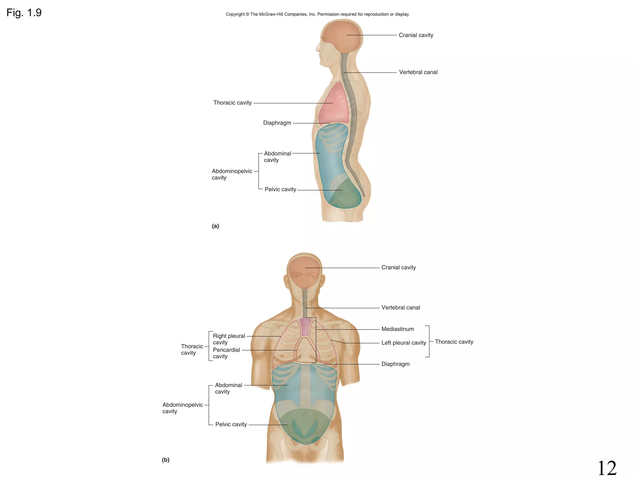 Chapter 1: Introduction to Human Anatomy and Physiology Hole's Human ...