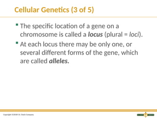 CH02 Basic Genetics of blood types in transfusion medicine.pptx