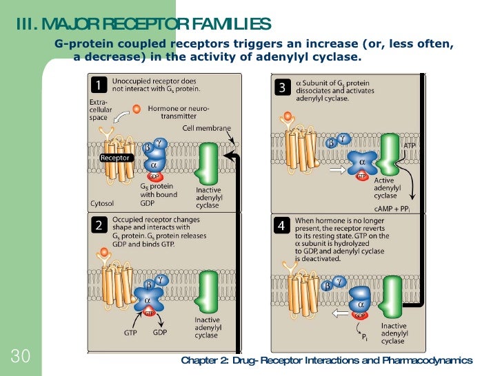 Ch02 Drug Receptor Interactions And Pharmacodynamics