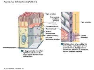 Ch02lecturepresentation 140913123230-phpapp02 | PPT