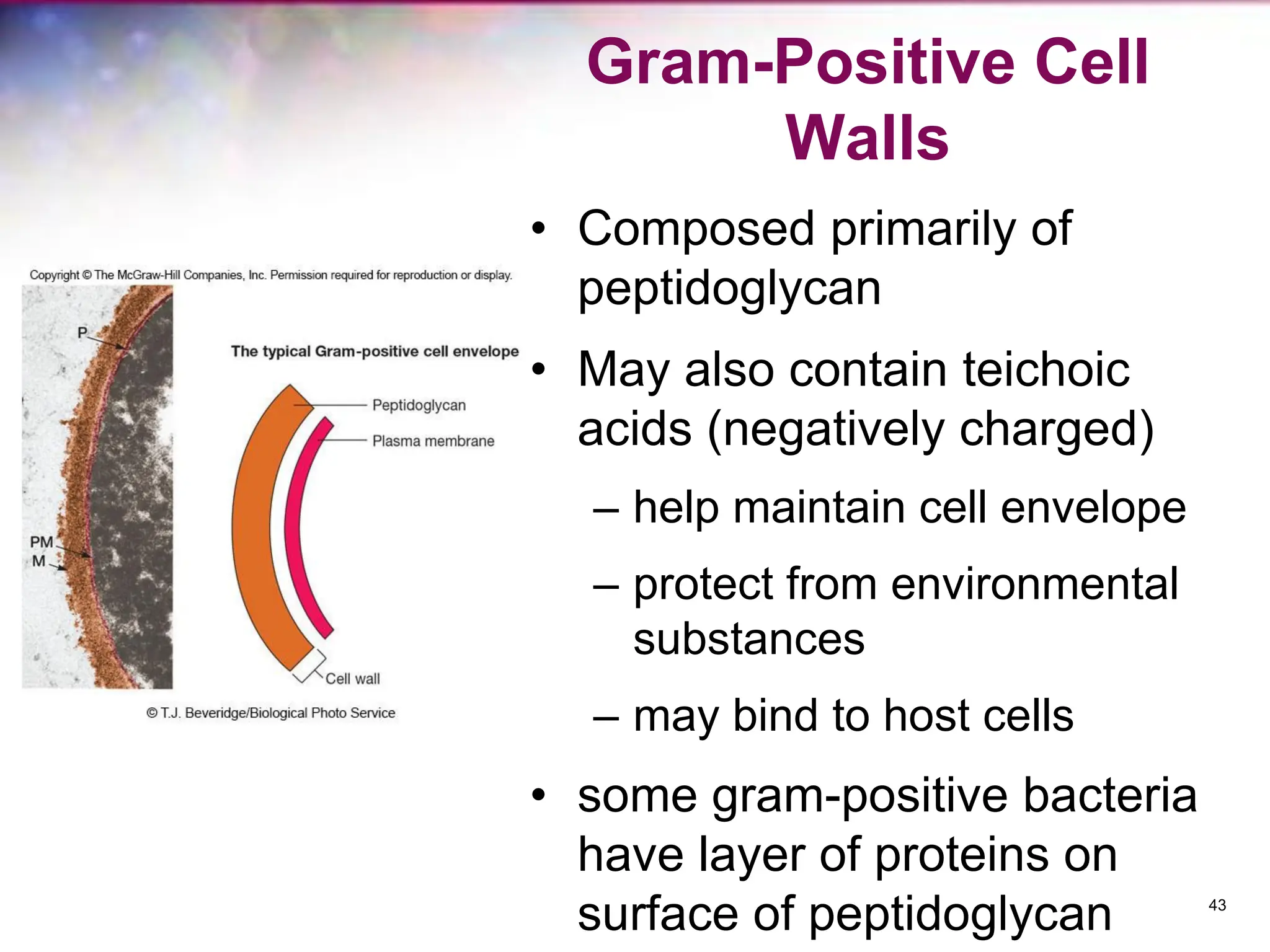 Bacteria cell structure nd complete explanation of | PDF