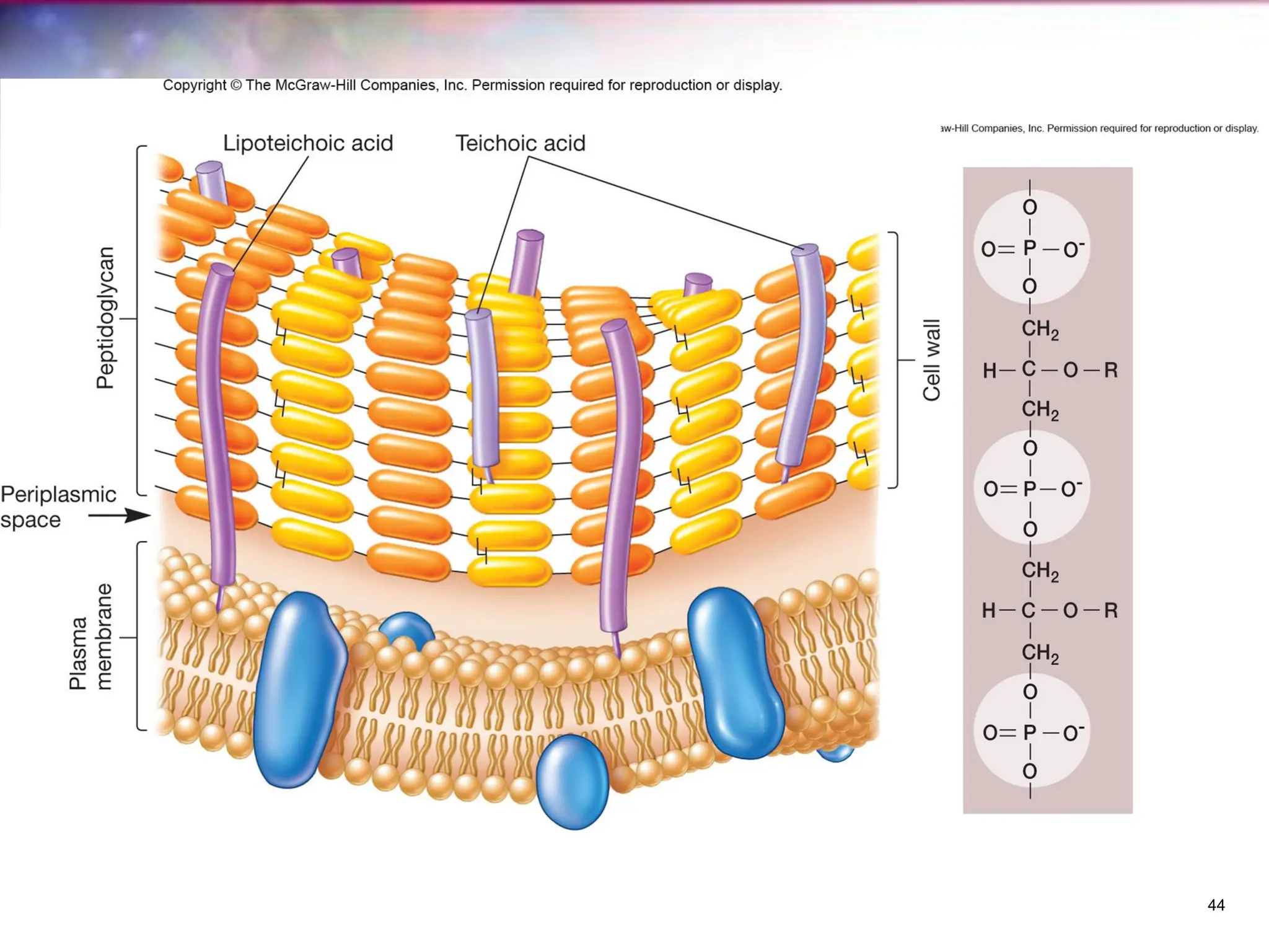 Bacteria cell structure nd complete explanation of | PDF