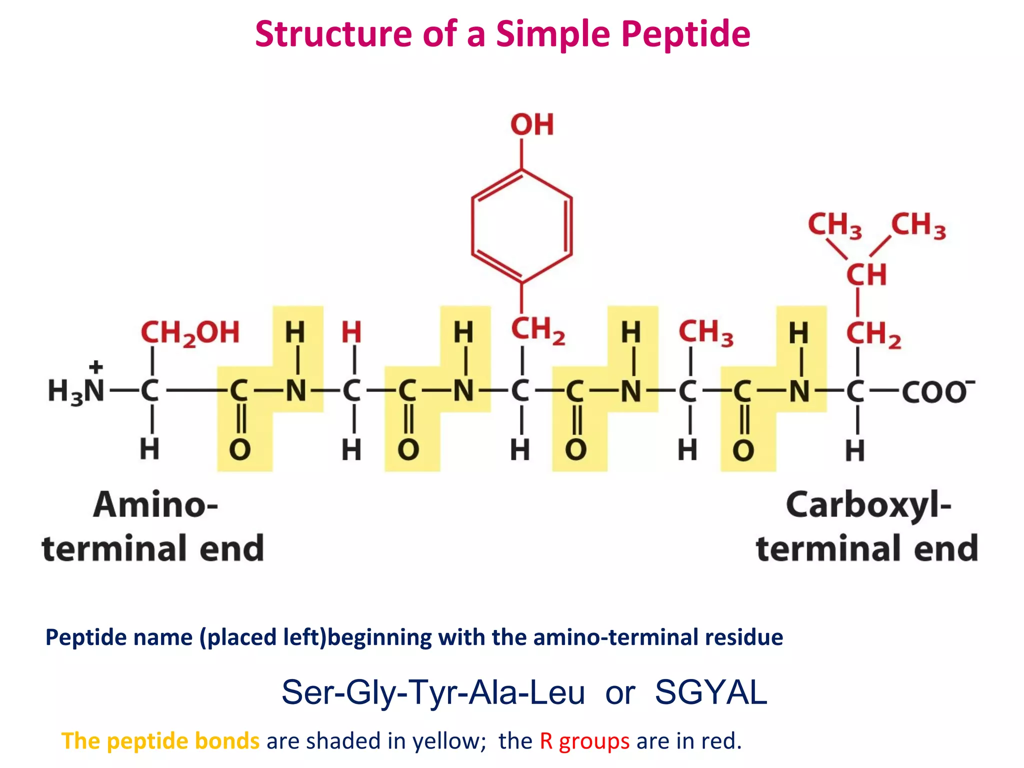 lehninger(sixth edition) Ch 03: Amino acids, peptides and proteins | PPT