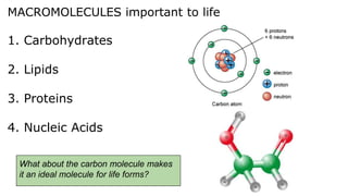 Ch 03 Biological Macromolecules.powerpointptx | PPT