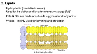 Ch 03 Biological Macromolecules.powerpointptx | PPT