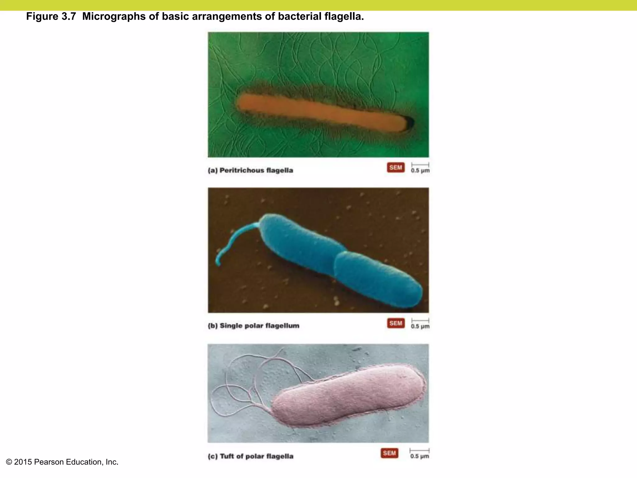 Ch03lecturepresentation 150831182354-lva1-app6892 | PPT