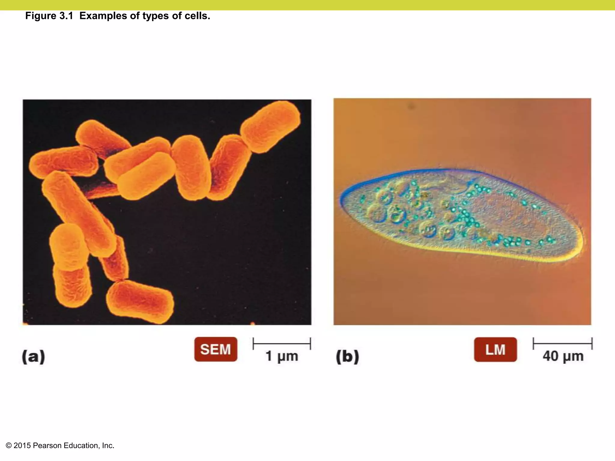 Ch03lecturepresentation 150831182354-lva1-app6892 | PPT