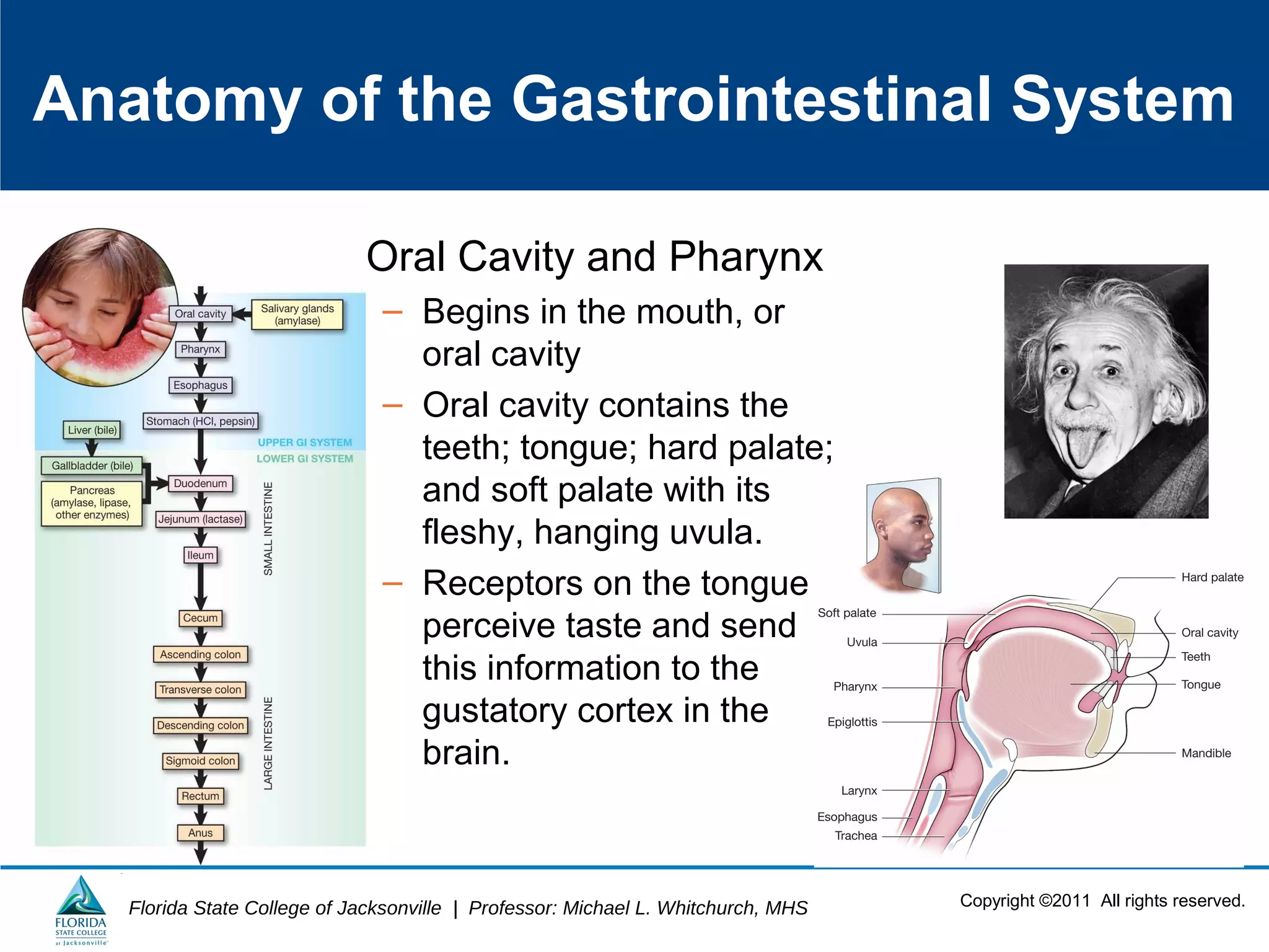 Digestive System Terminology | PPT