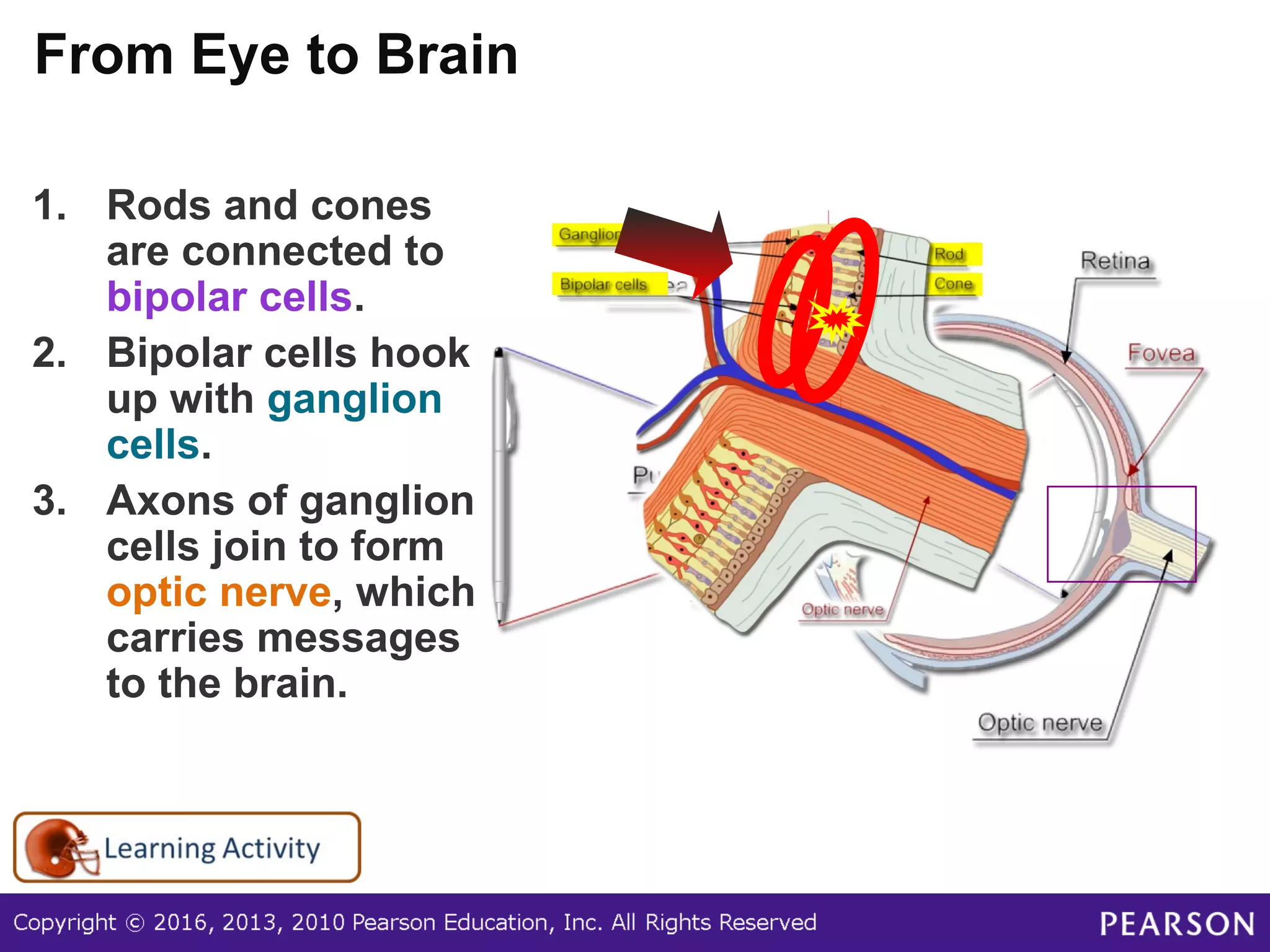 Psychology Chapter 3 Introduction | PPT