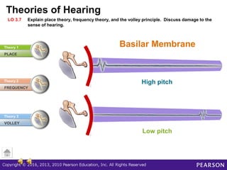 Frequency Theory Of Hearing