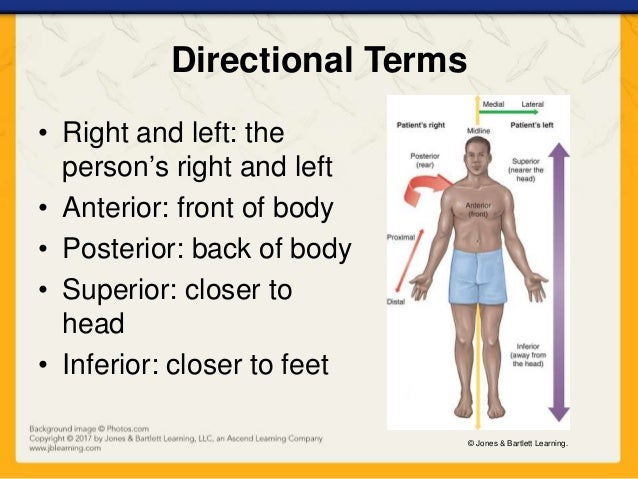 First Aid Anatomy Chapter 3 djorgenmorris