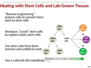 Ch04-Modified-Tissues-Human Anatomy and Physiology.pptx