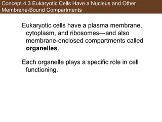 AP Biology Chapter 4 Cells Notes | PPT