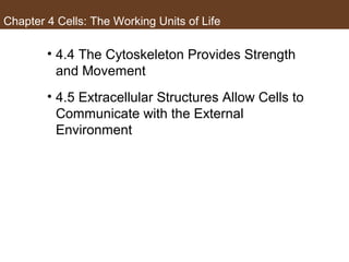 AP Biology Chapter 4 Cells Notes | PPT
