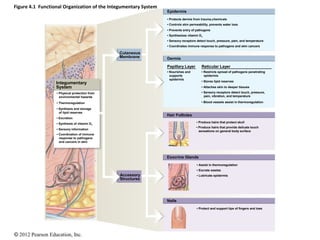 Ch04lecturepresentation 140913123323-phpapp01 | PPT