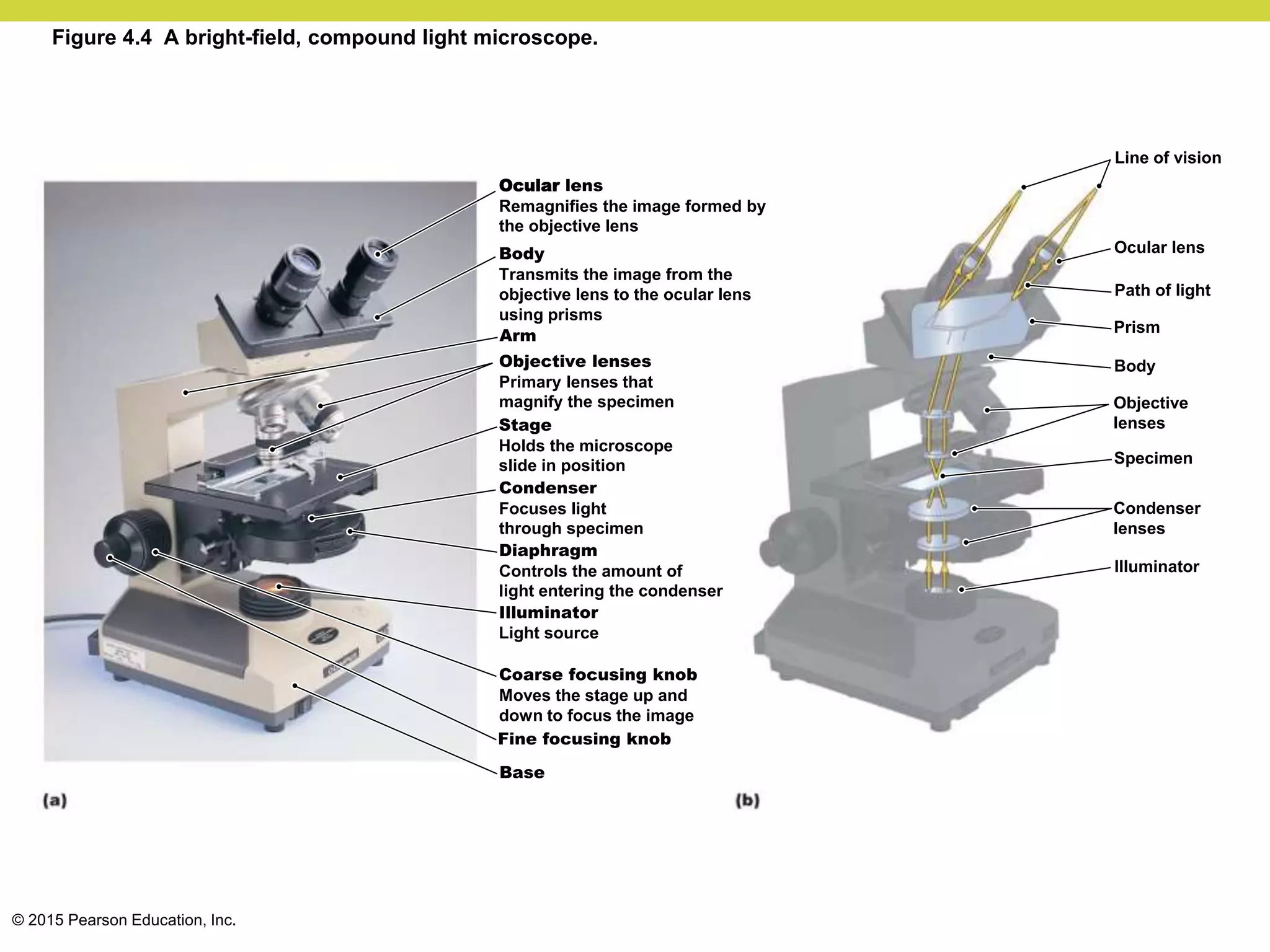 Ch04lecturepresentation 150831182549-lva1-app6892 | PPTX