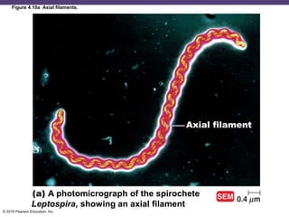 Axial Filament Spirilla