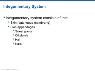 _ch_04_lecture_presentation of integumentary.pptx