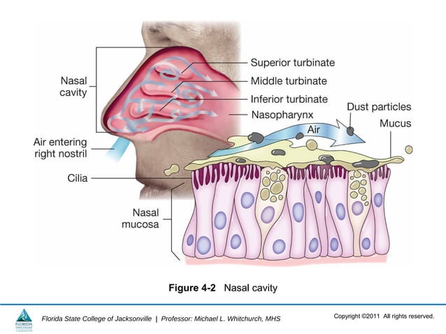 Ch04 ln no-crs_respiratory_wo video