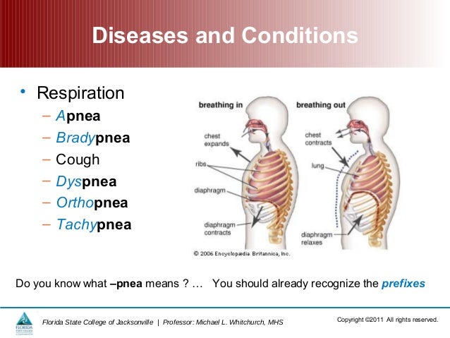 Ch04 ln no-crs_respiratory_wo video