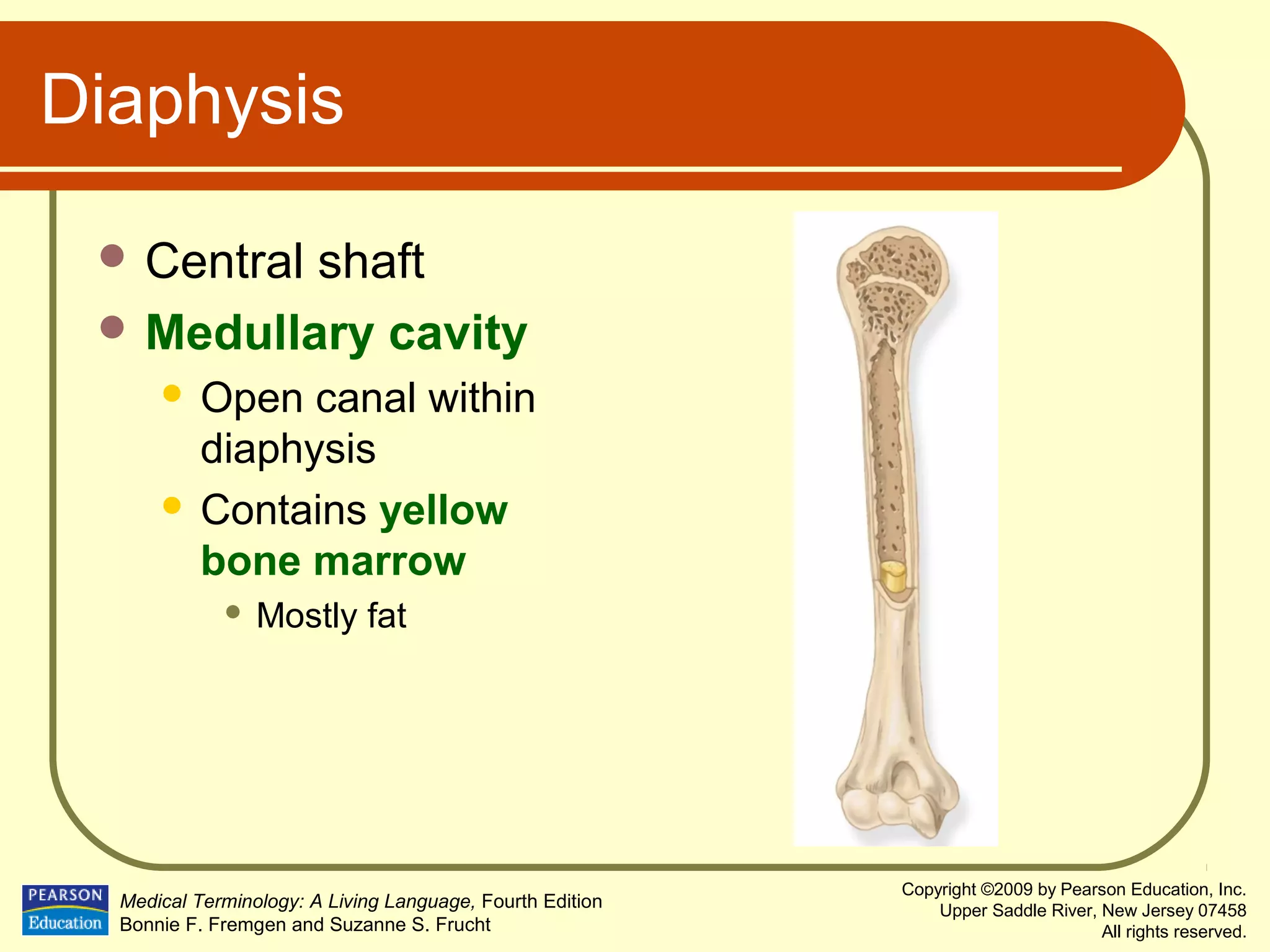 Ch04 musculoskeletal system | PPT
