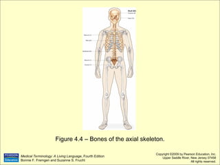 Musculoskeletal system in anatomy and medical terminalogy | PPT