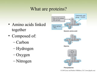 Sports Nutrition_Chapter 5_Protein | PPT