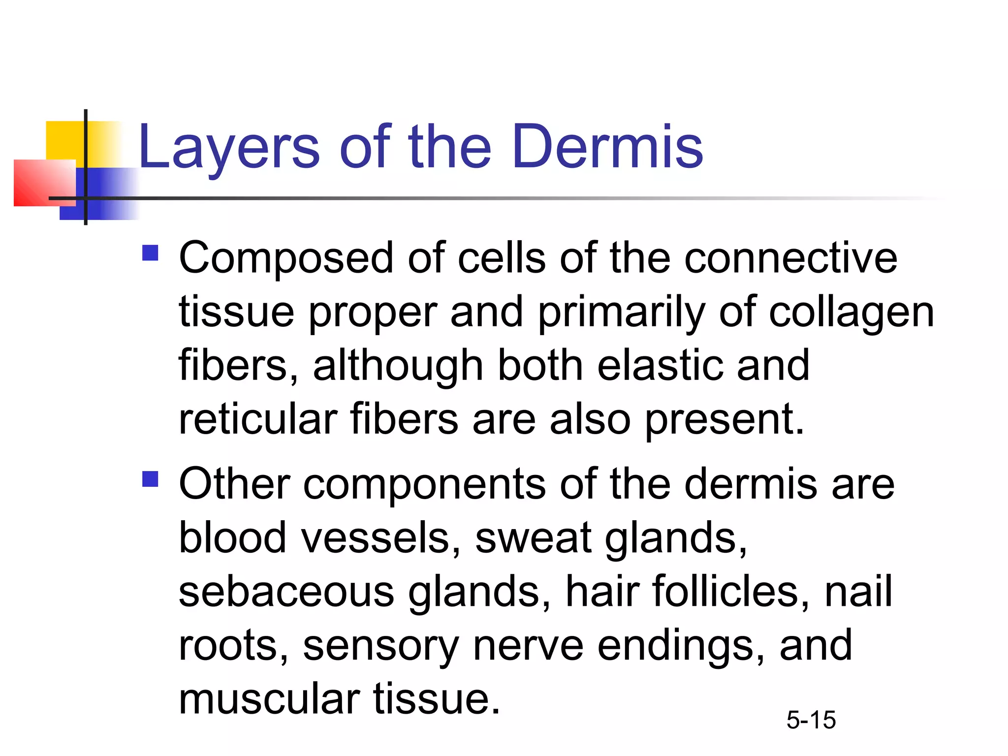 Integumentary system and its functions | PPT