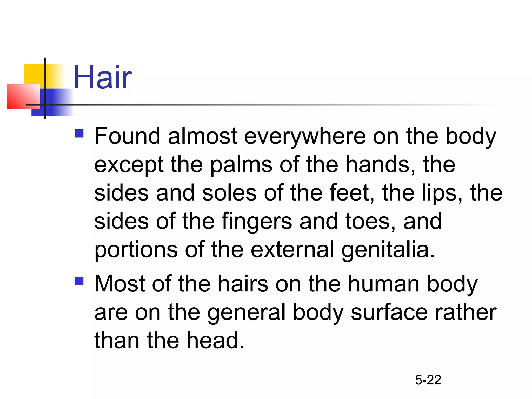 Integumentary system and its functions | PPT