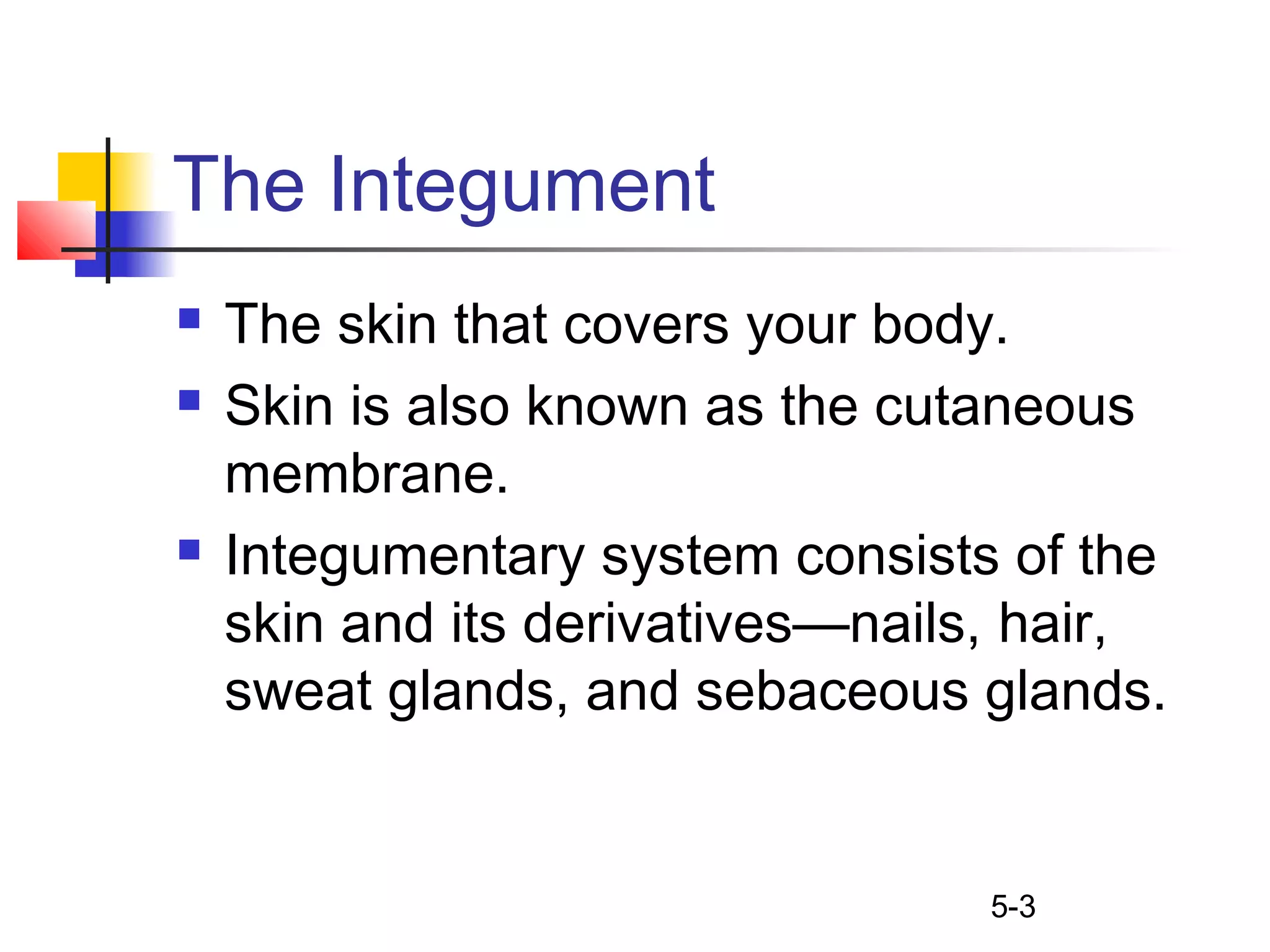Integumentary system and its functions | PPT