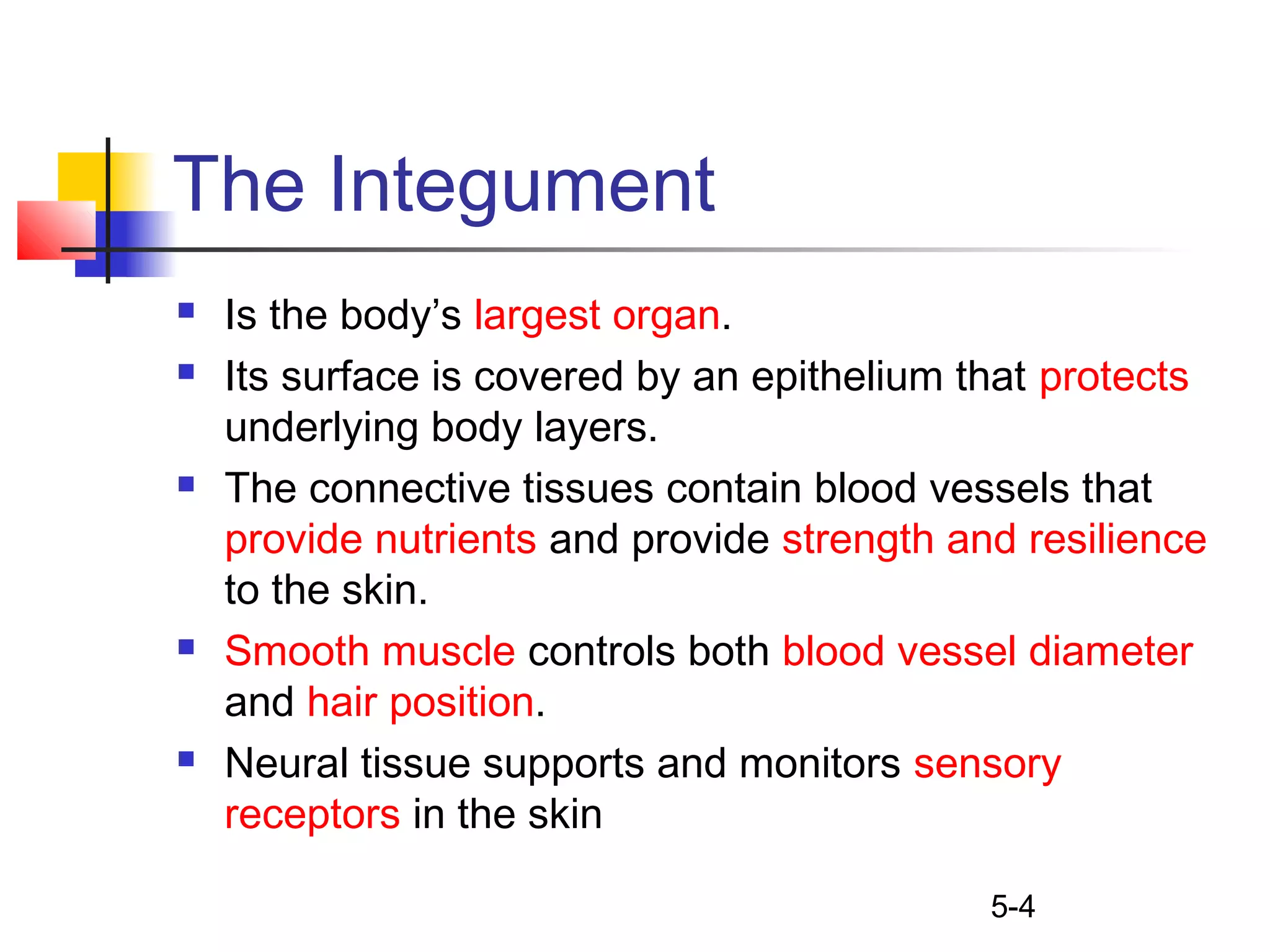 Integumentary system and its functions | PPT