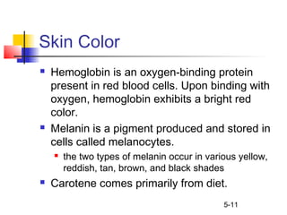 Integumentary system and its functions | PPT