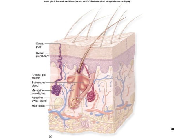 Integumentary system and its functions | PPT