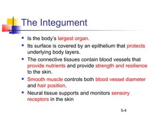 Integumentary system and its functions | PPT