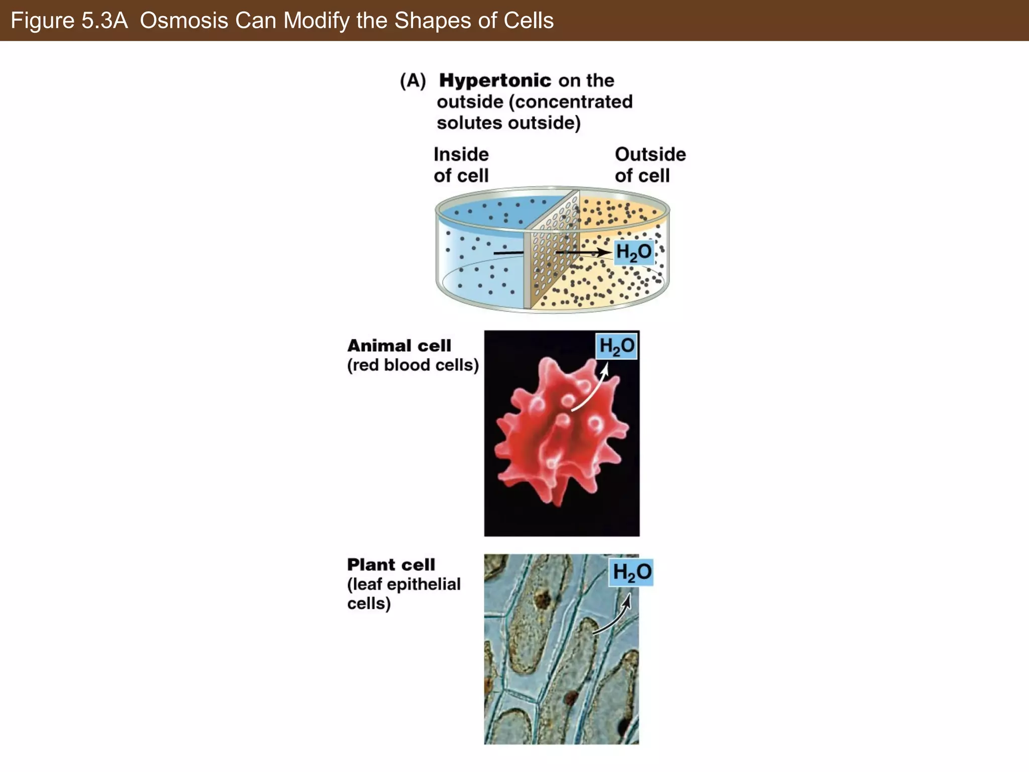 AP Biology Chapter 5 Cell Membranes and Signalling | PPT | Biological ...
