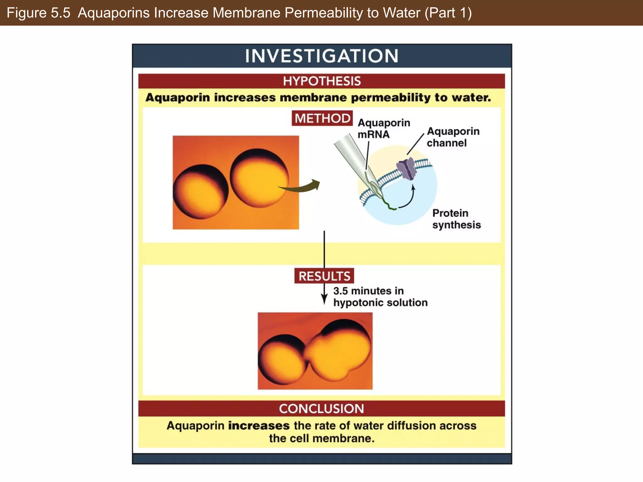 AP Biology Chapter 5 Cell Membranes and Signalling | PPT