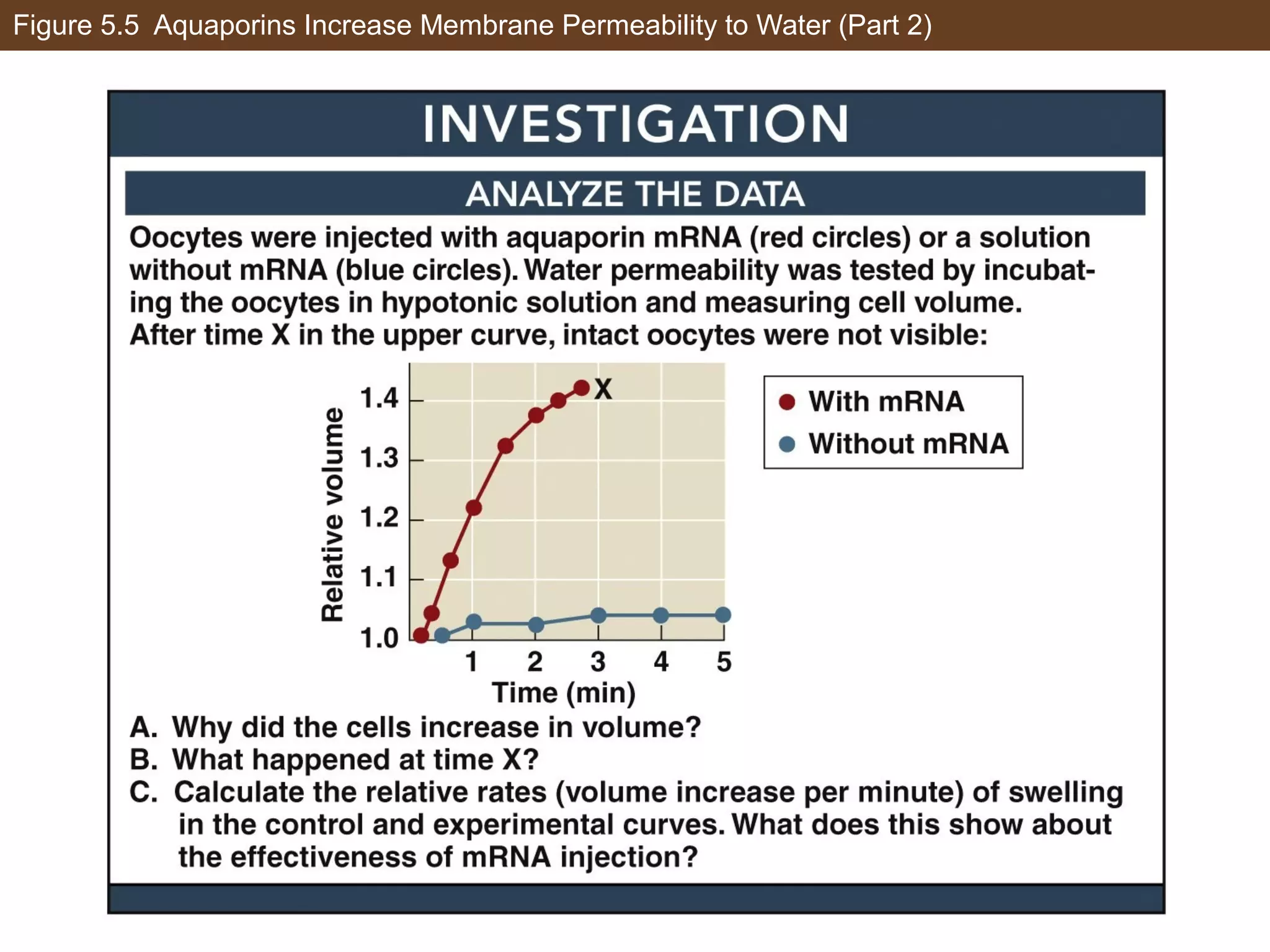 AP Biology Chapter 5 Cell Membranes and Signalling | PPT