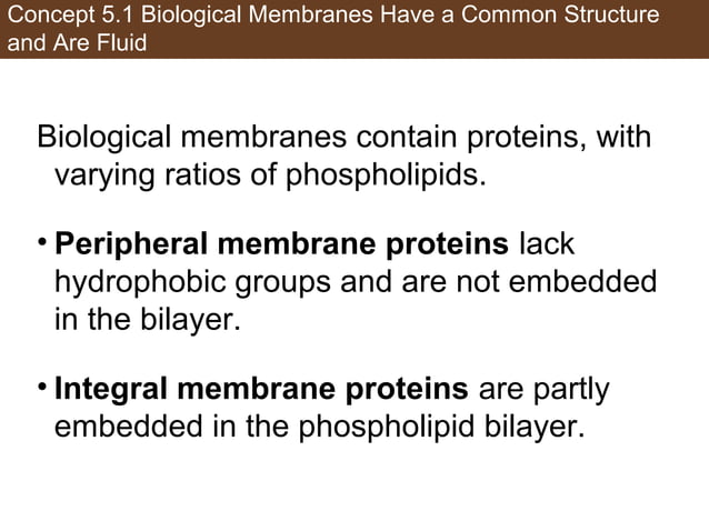 AP Biology Chapter 5 Cell Membranes and Signalling | PPT | Biological ...