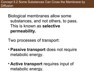 AP Biology Chapter 5 Cell Membranes and Signalling | PPT
