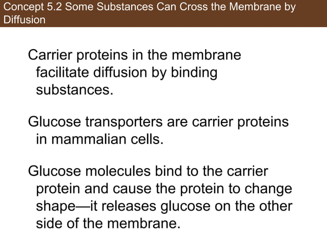 AP Biology Chapter 5 Cell Membranes and Signalling | PPT | Biological ...