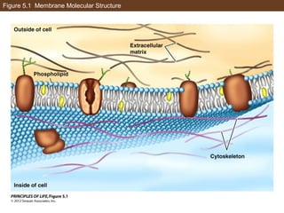 AP Biology Chapter 5 Cell Membranes and Signalling | PPT