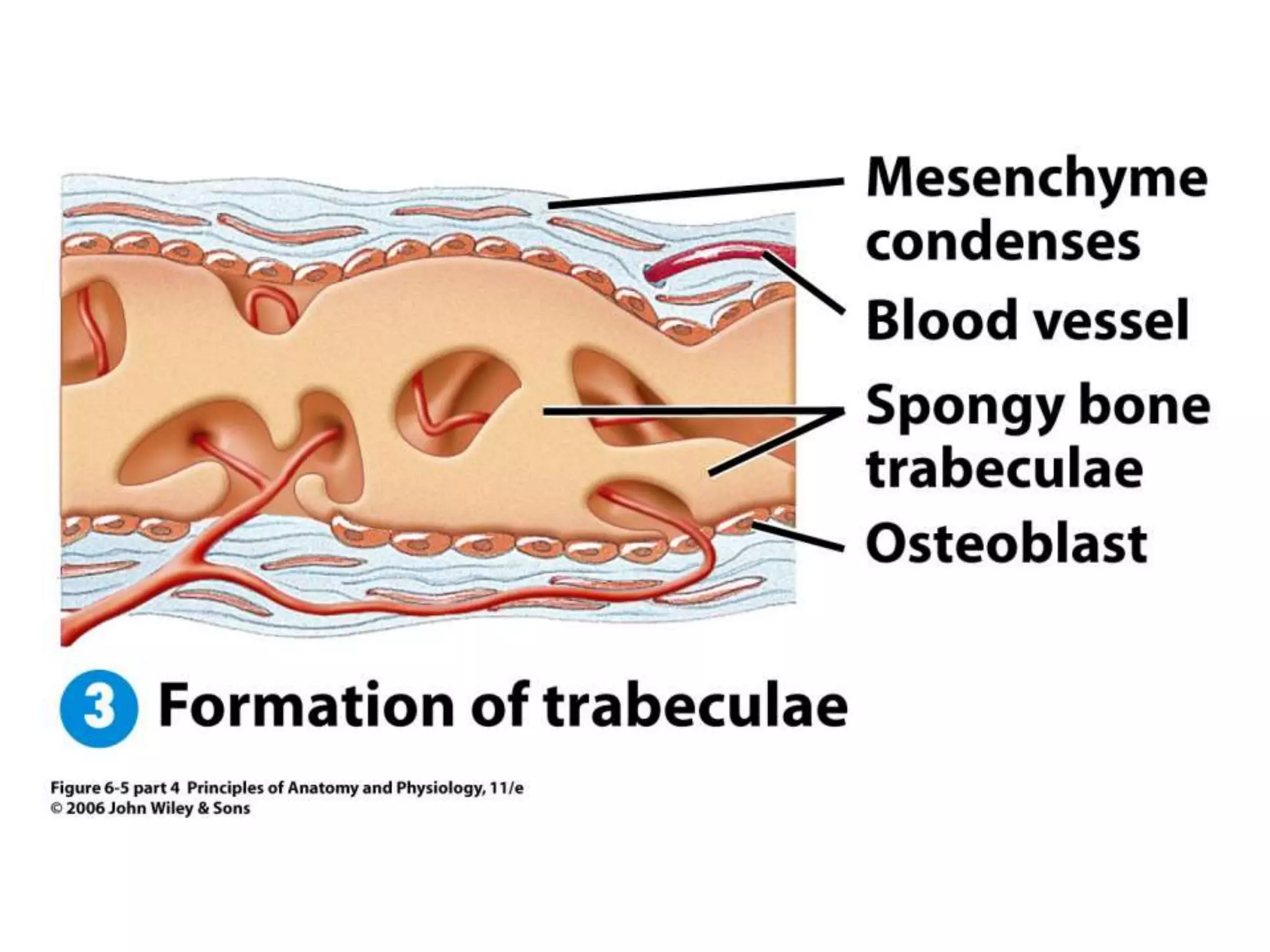 Bone Tissue | PPT